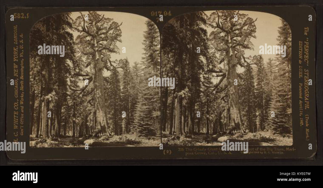 Giant sequoia trees known hi-res stock photography and images - Alamy