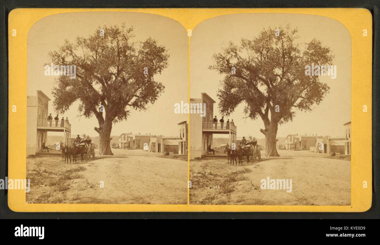 The largest cottonwood tree in Colorado, Fifth Street, South Pueblo, by ...