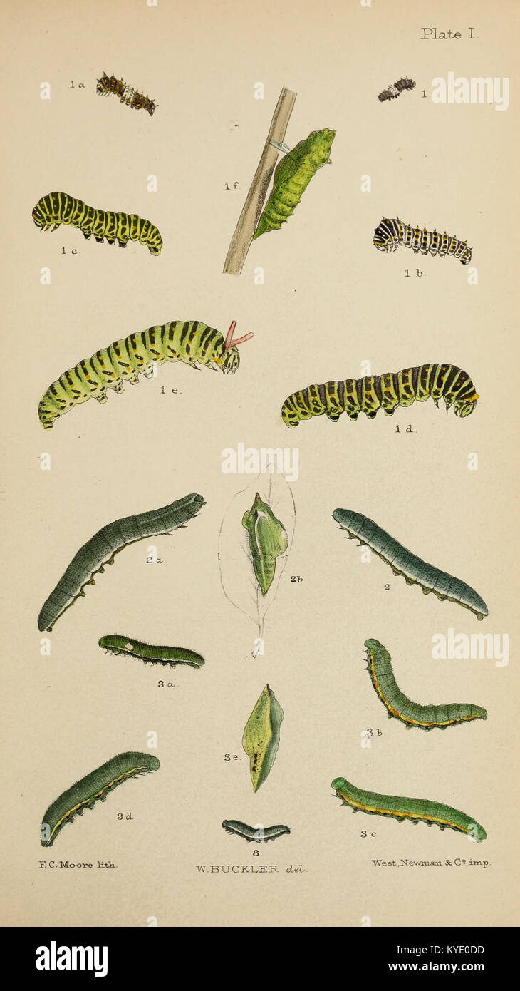 Larvae forms hi-res stock photography and images - Alamy