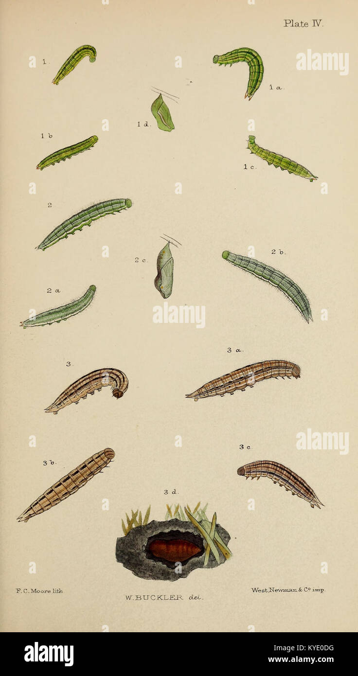 Moths lifecycle stages hi-res stock photography and images - Alamy