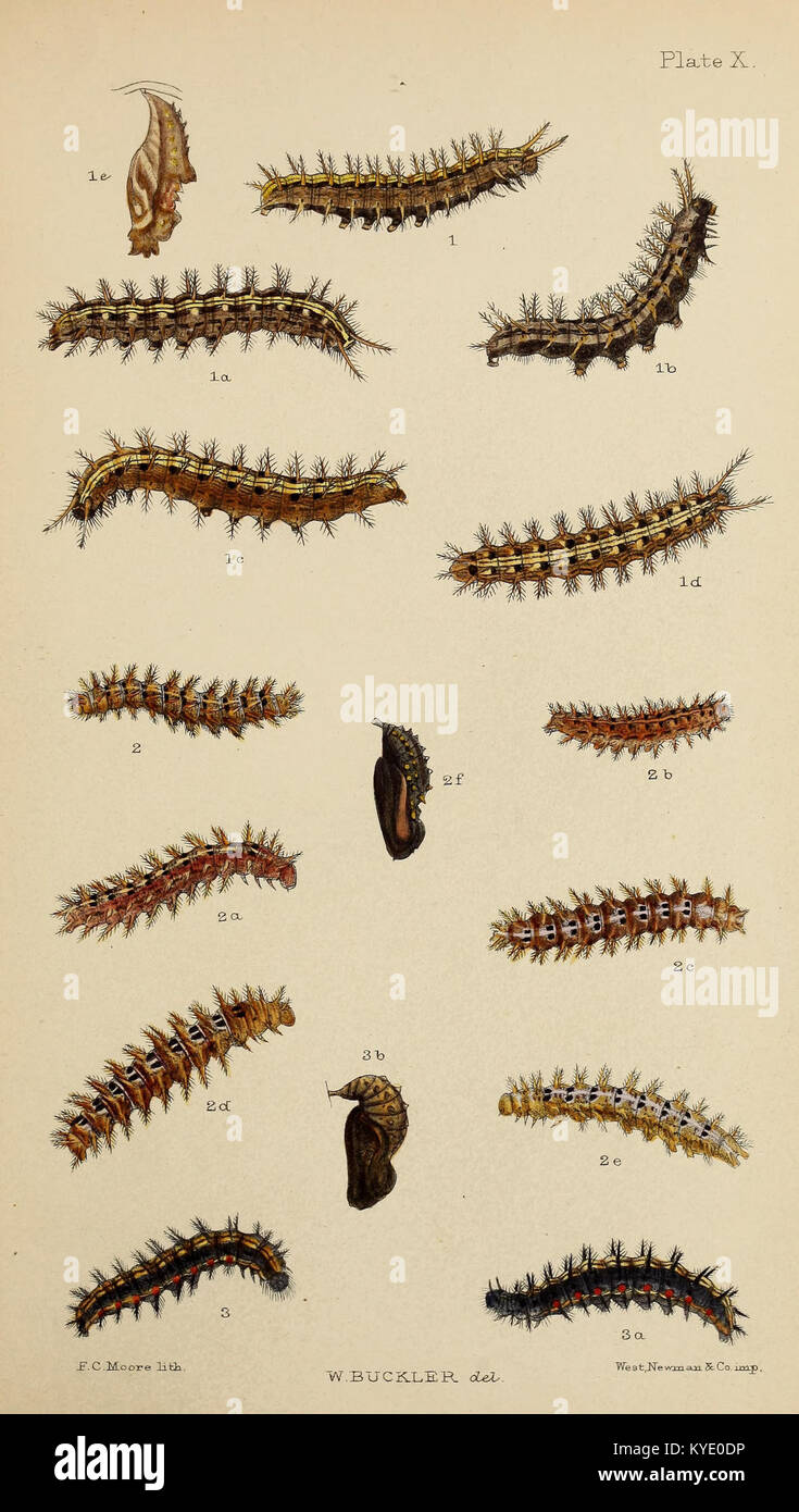 Plate from The Larvæ of the British Butterflies and Moths, showing ...