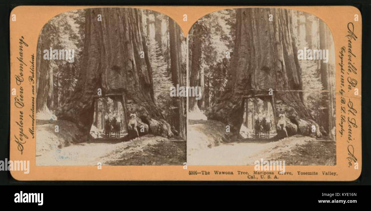 The Wawona Tree, Mariposa Grove, Yosemite Valley, Cal. U.S.A, by ...