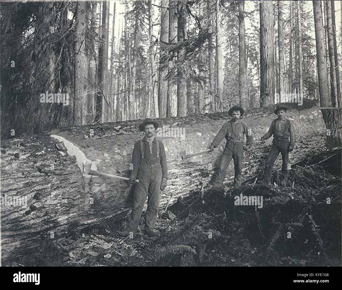 This historical photograph shows three loggers in Washington circa 1898 ...