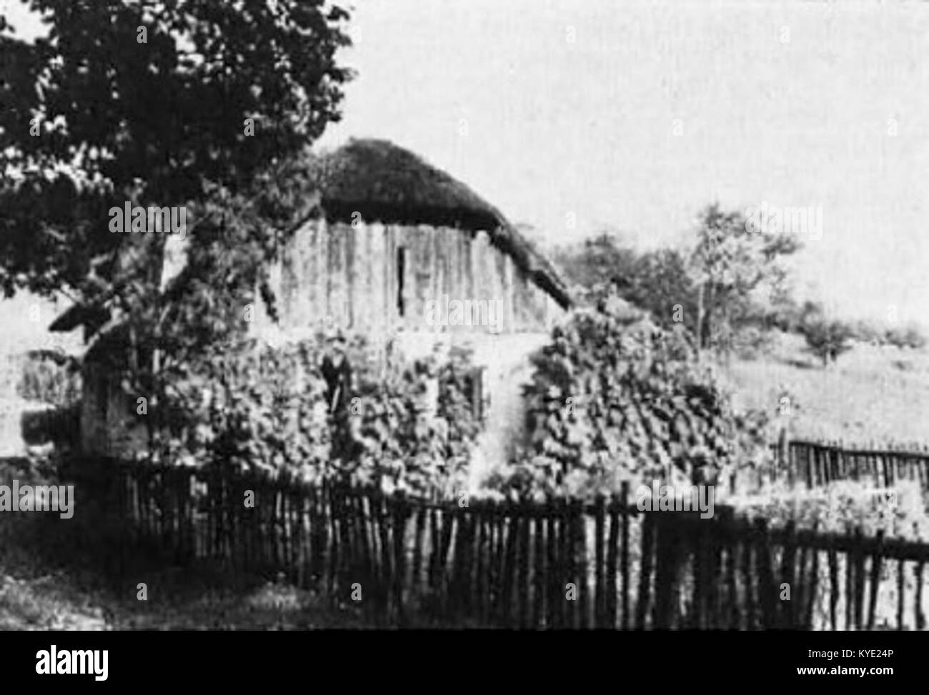 A traditional Slovenian woman with a vine in the vicinity of Mokronog ...