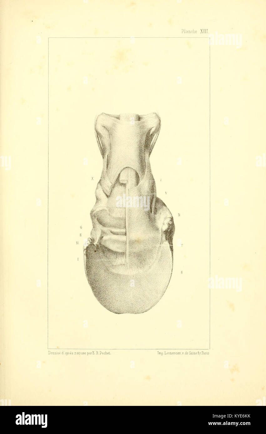 A detailed anatomical study of the horse’s hoof, describing its ...