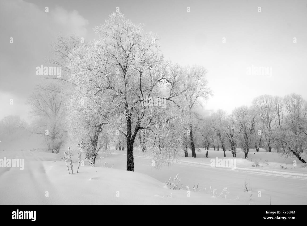 Snowy landscape with trees Stock Photo - Alamy