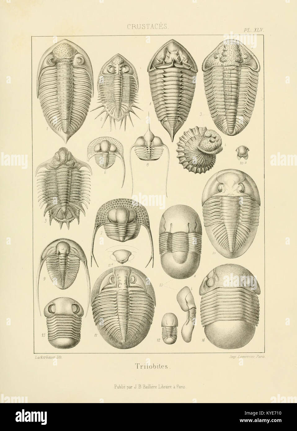 'Trait de paléontologie' (Plate XLV) is a scientific illustration from ...