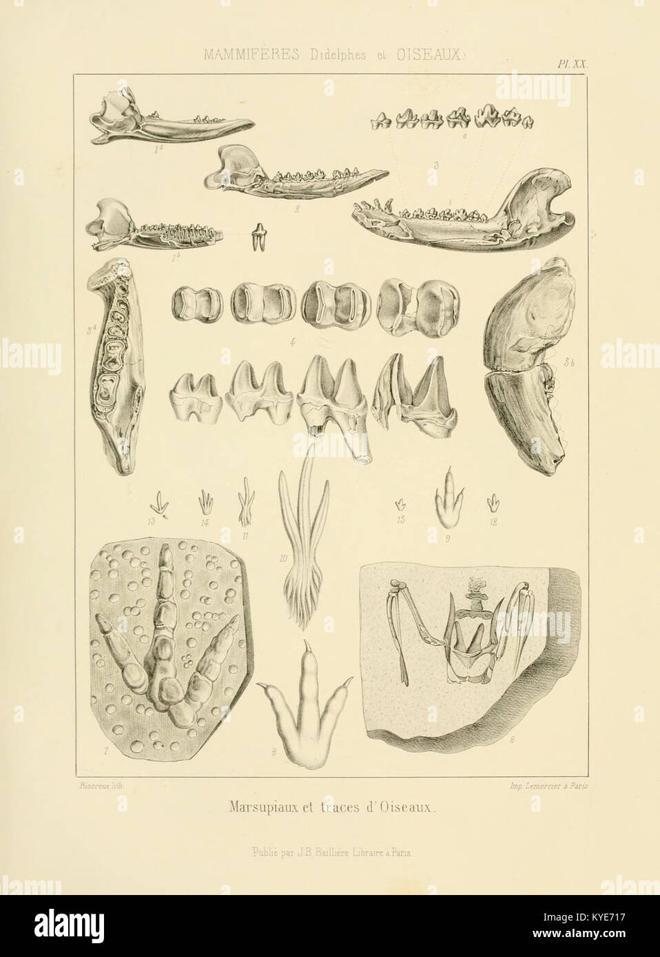 This is a plate from a paleontology work, depicting a study of ...