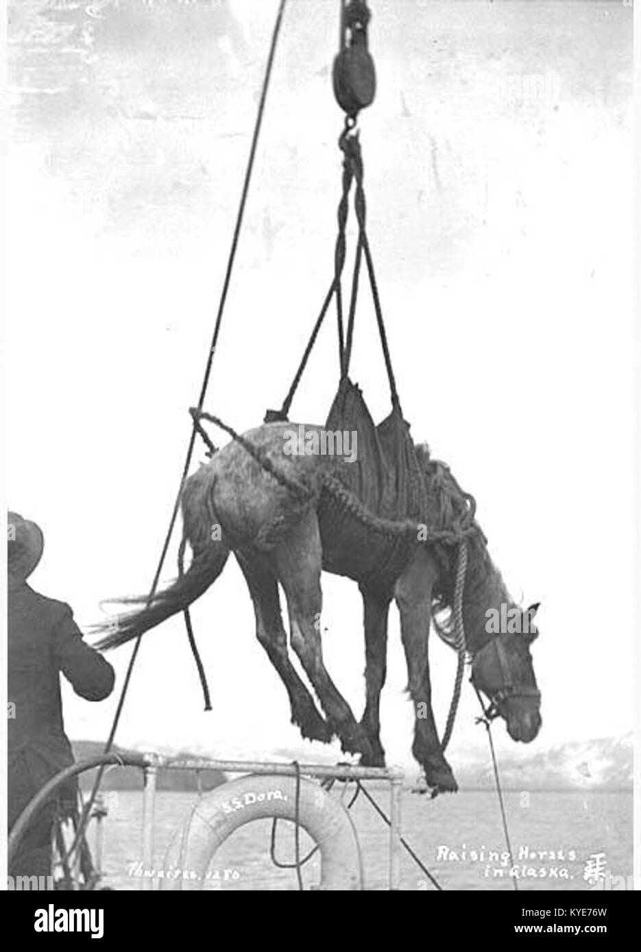 This circa 1912 image shows a horse being hoisted aboard the mail ...