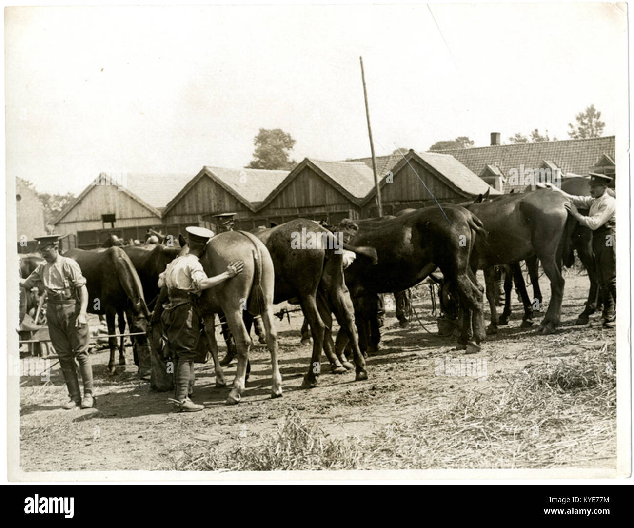This photograph from Estrée Blanche, France, depicts transport mules ...