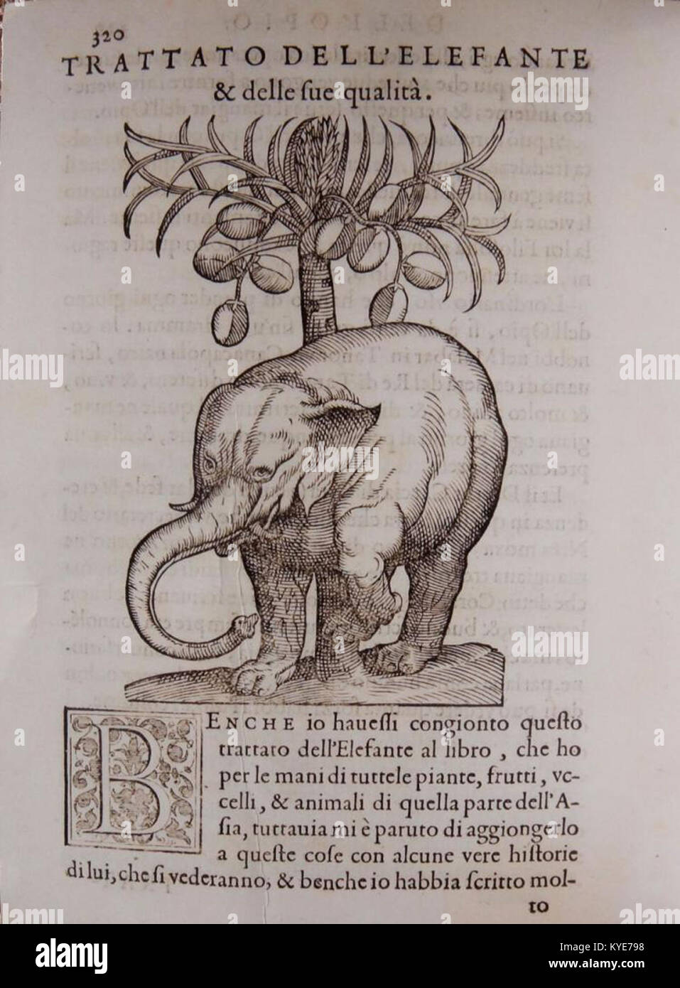 This 1585 treatise entitled Trattato del l’Elefante & delle sue qualità ...