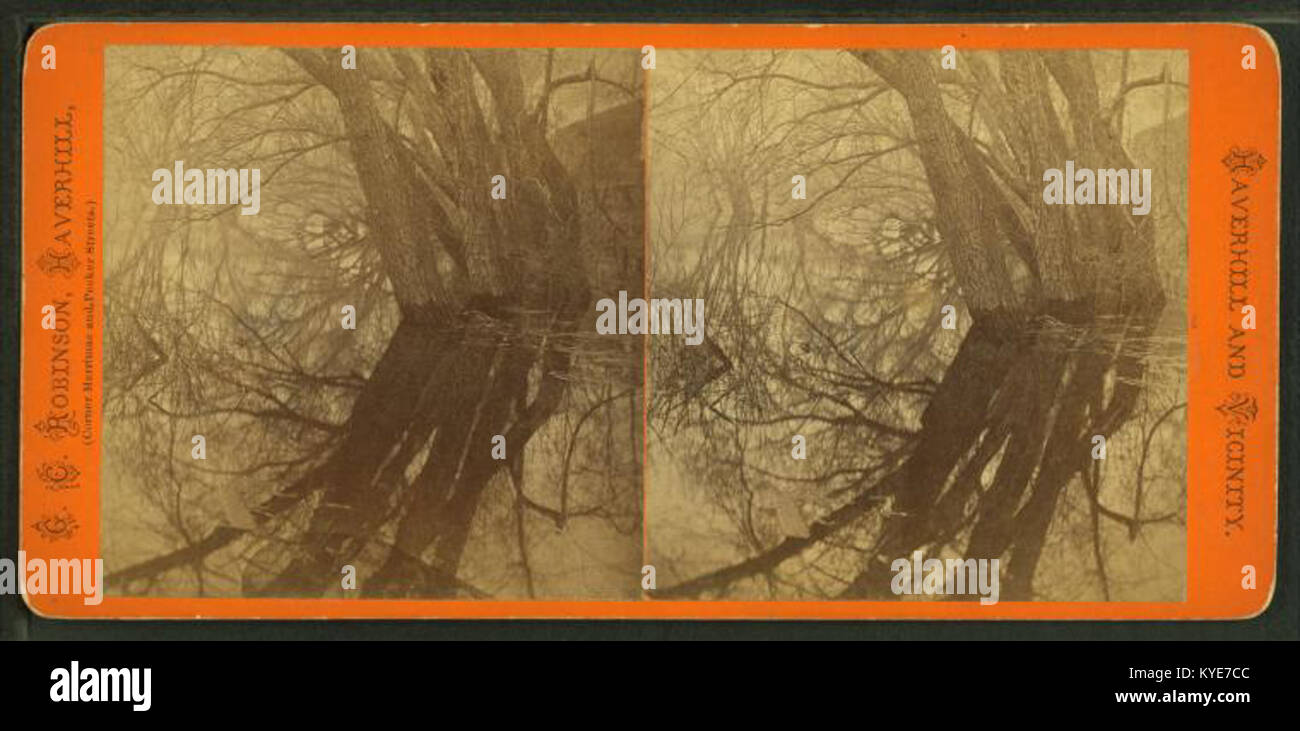 A landscape painting by Godfrey Clive Robinson, depicting trees ...