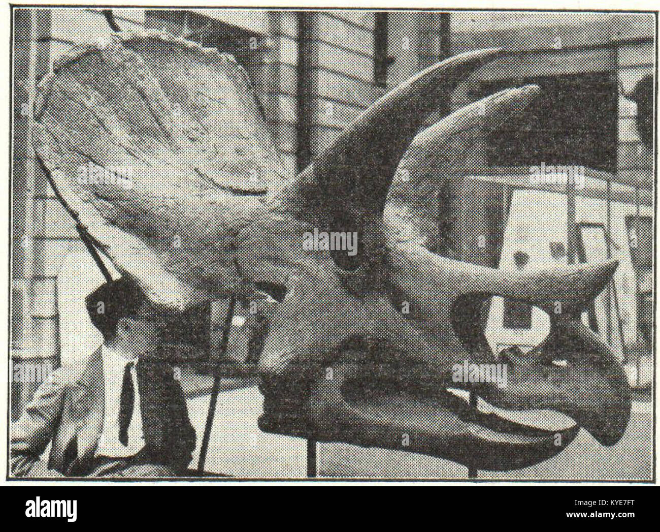 This image presents a detailed view of a Triceratops head, highlighting ...