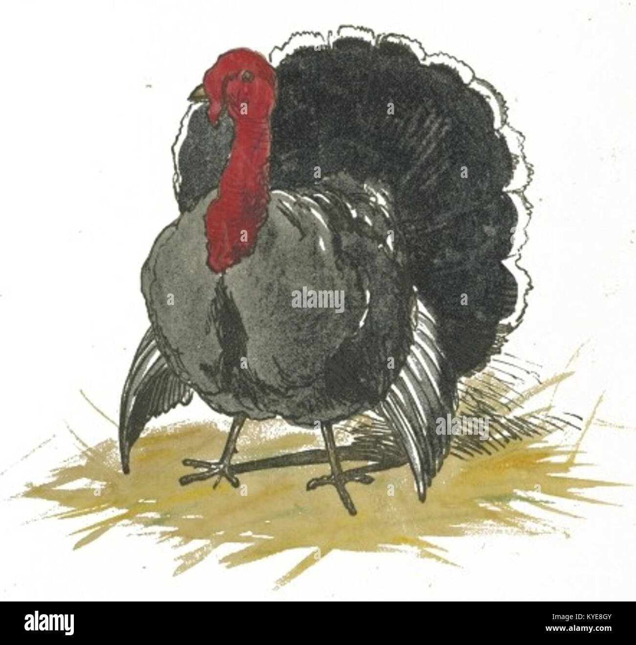This drawing depicts a traditional representation of a turkey, likely ...