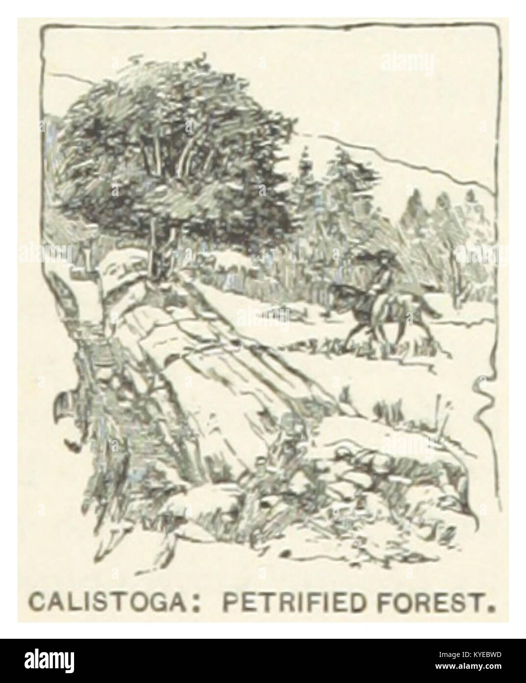 California trees Cut Out Stock Images & Pictures - Alamy