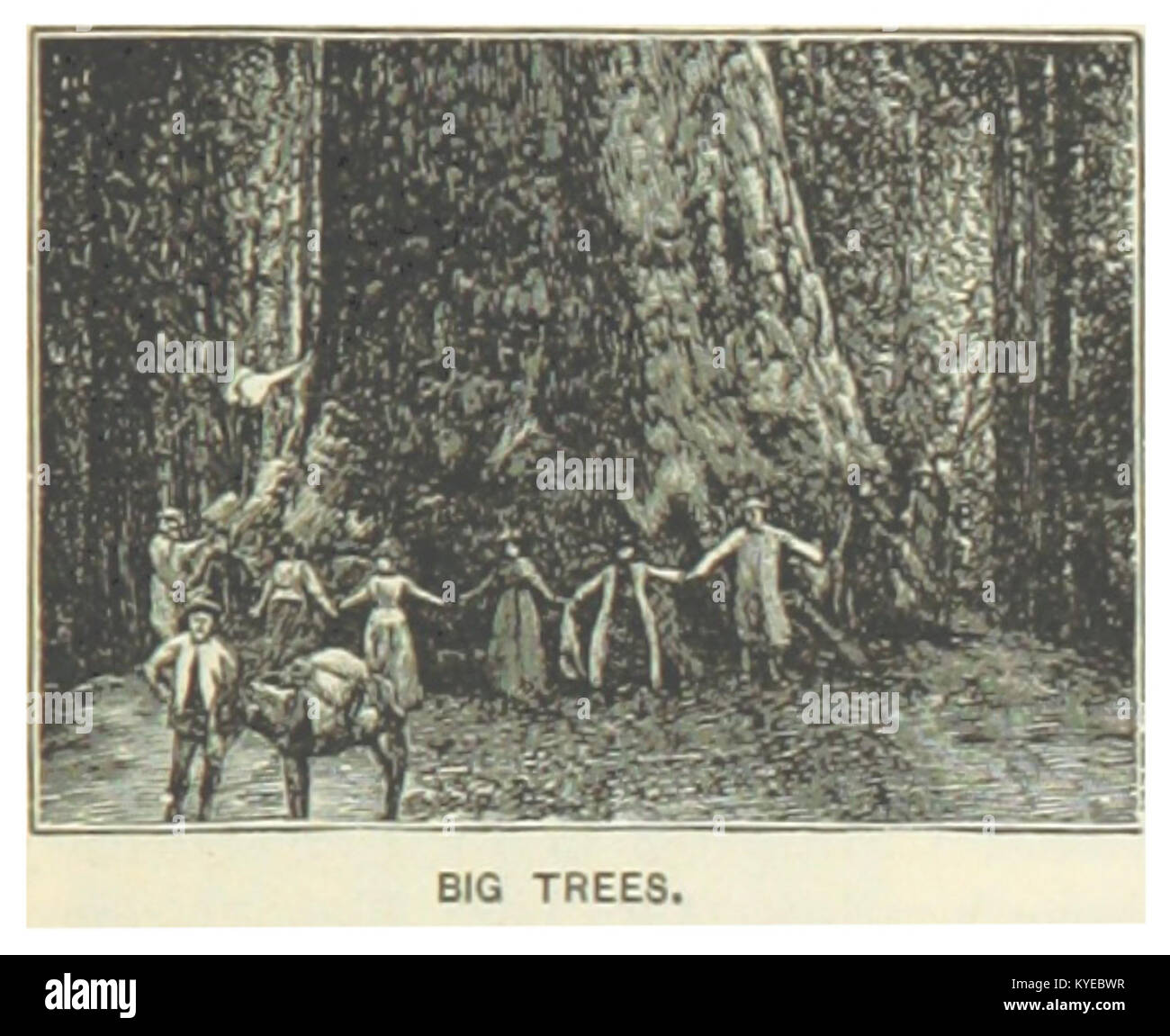 A historical photograph from 1891 showing the iconic Big Trees in ...