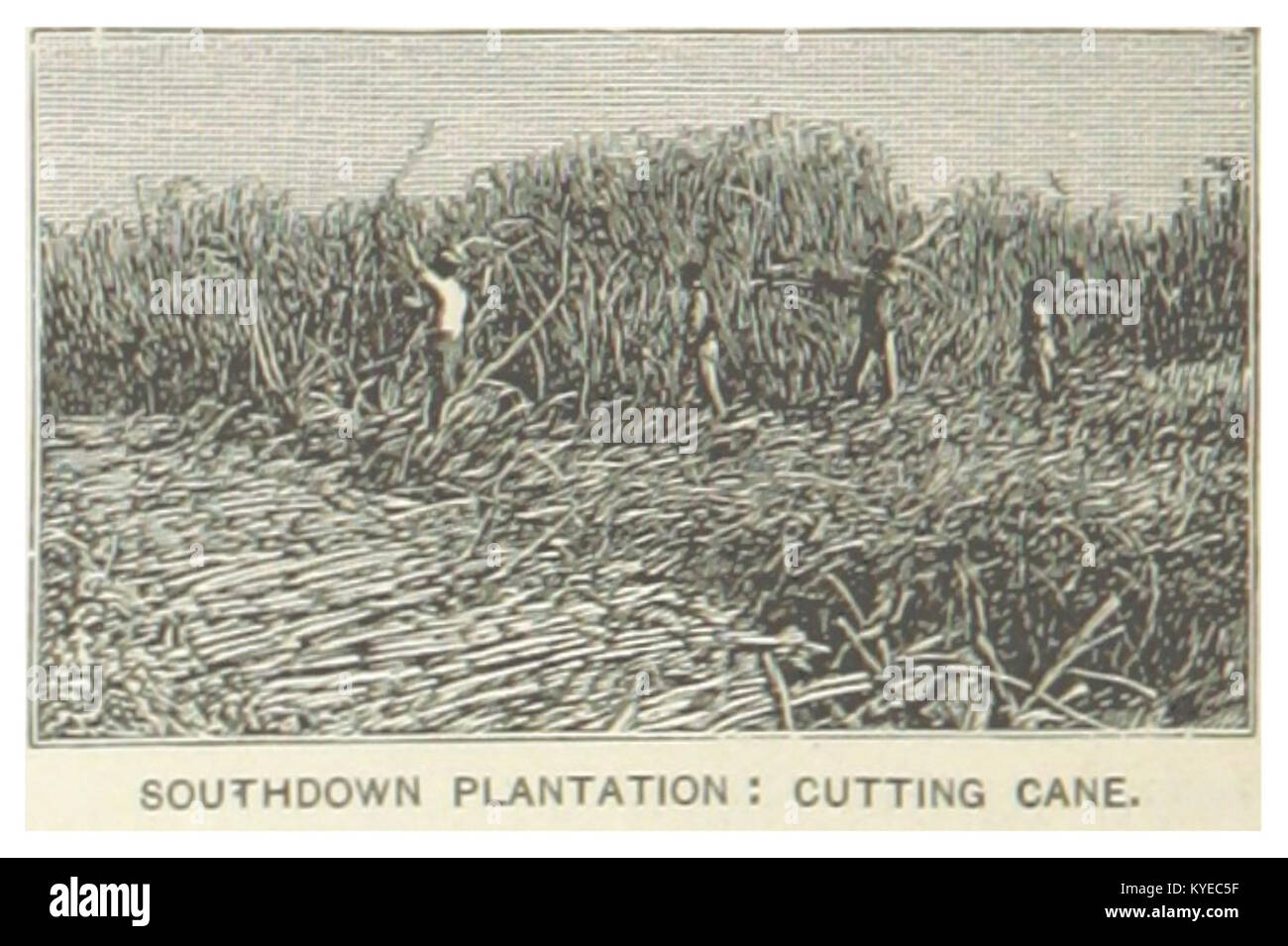 Sugar cane farming history hi-res stock photography and images - Alamy