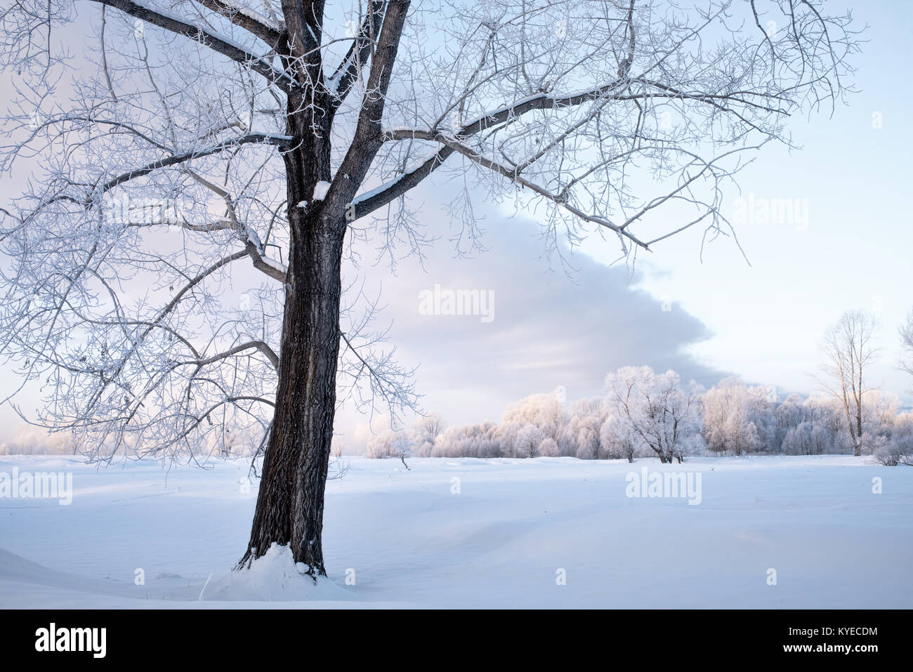 Snowy landscape with trees Stock Photo - Alamy