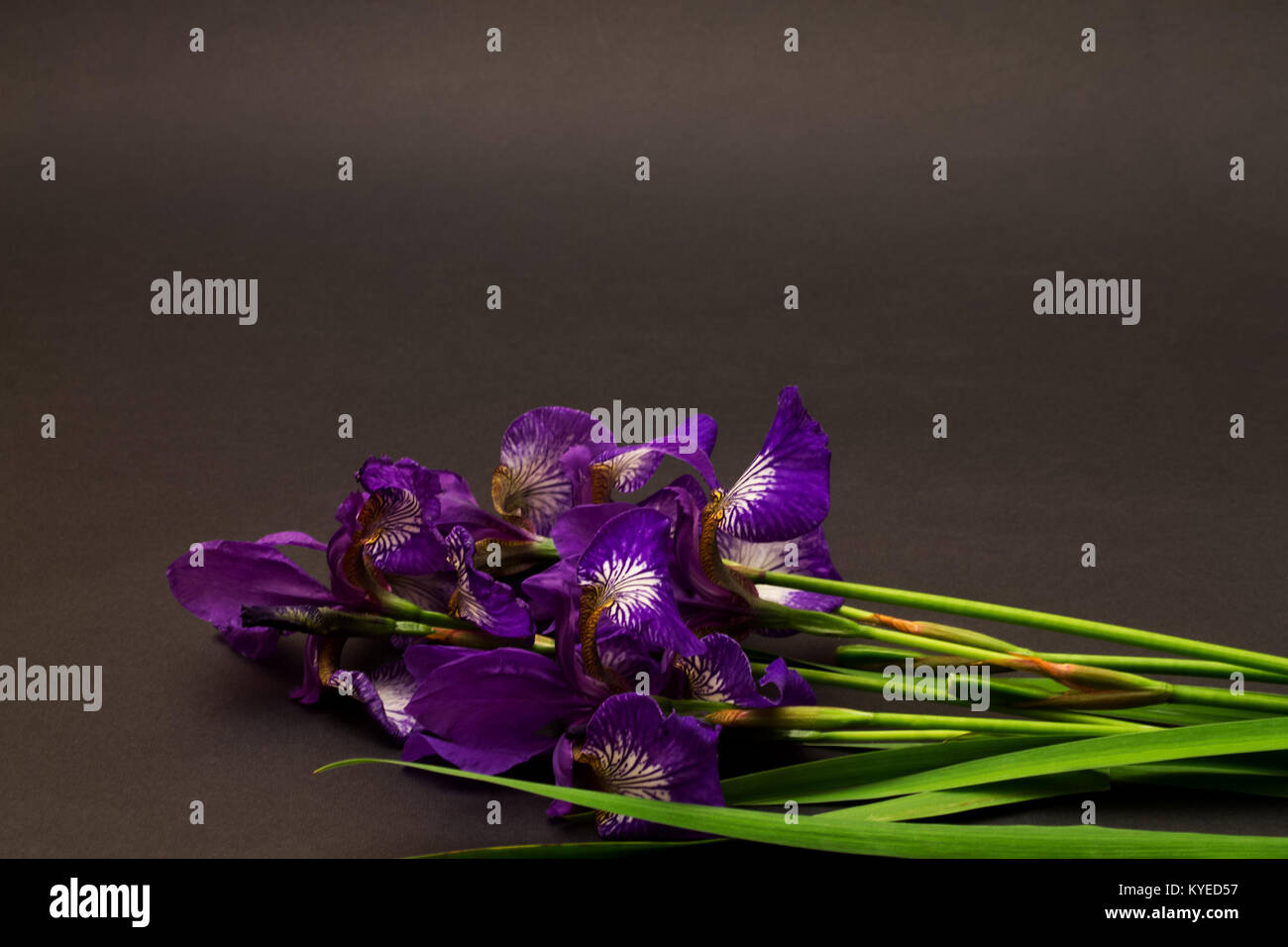 Iris flower bouquet hi-res stock photography and images - Alamy