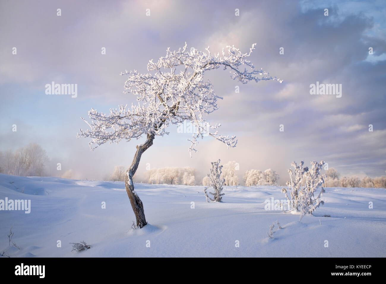 Snowy landscape with trees Stock Photo - Alamy