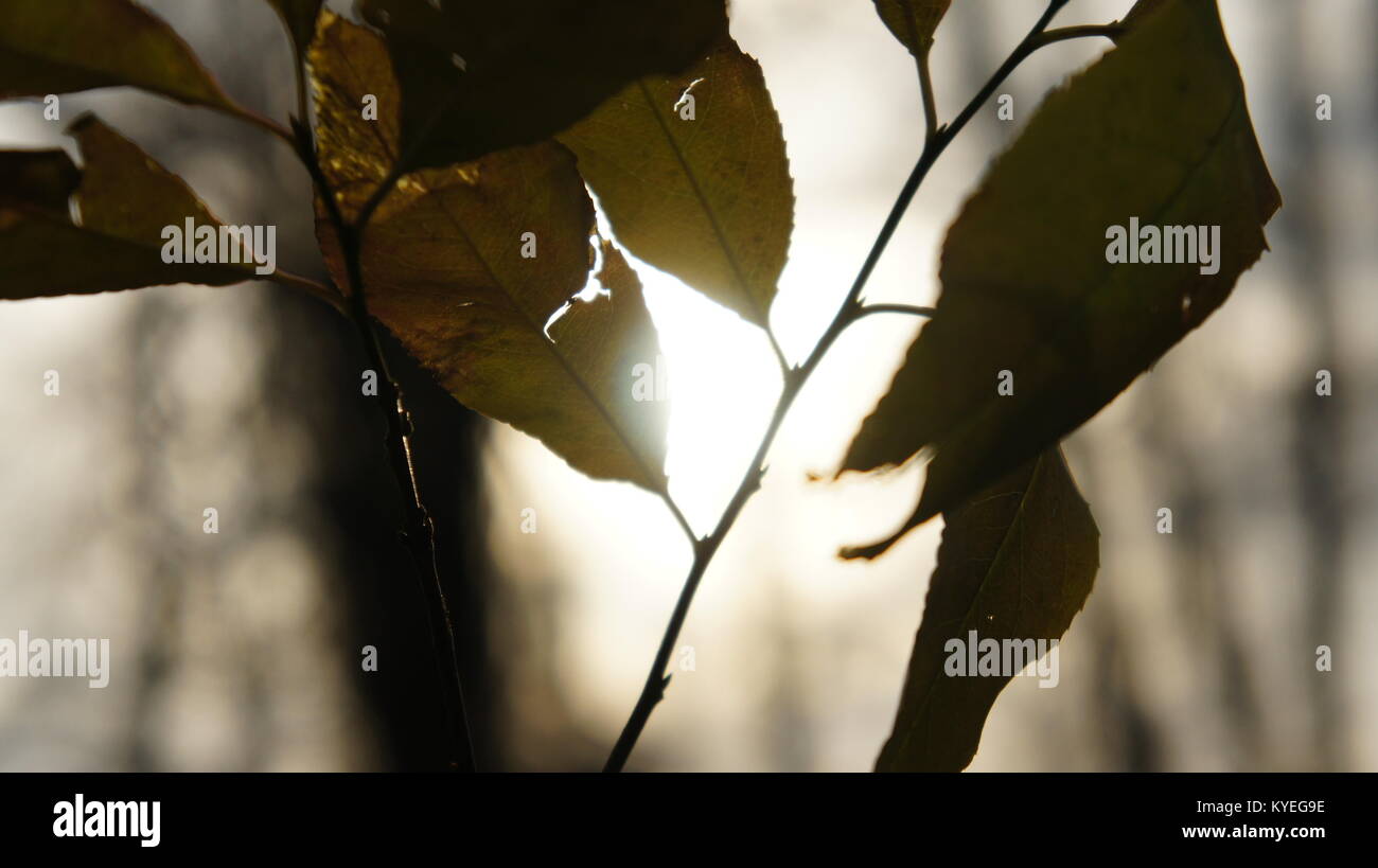 Green leaves on the Sun backgrounds Stock Photo - Alamy