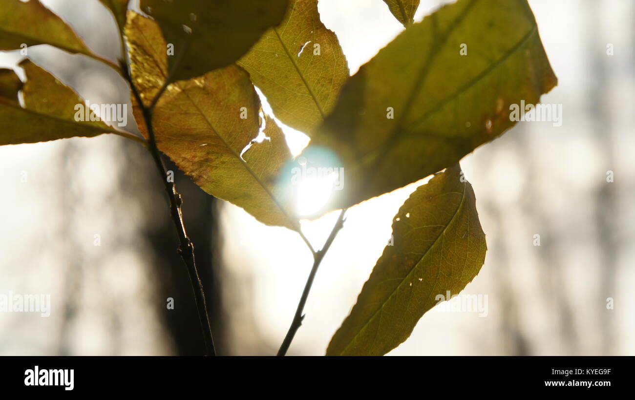 Green leaves on the Sun backgrounds Stock Photo - Alamy