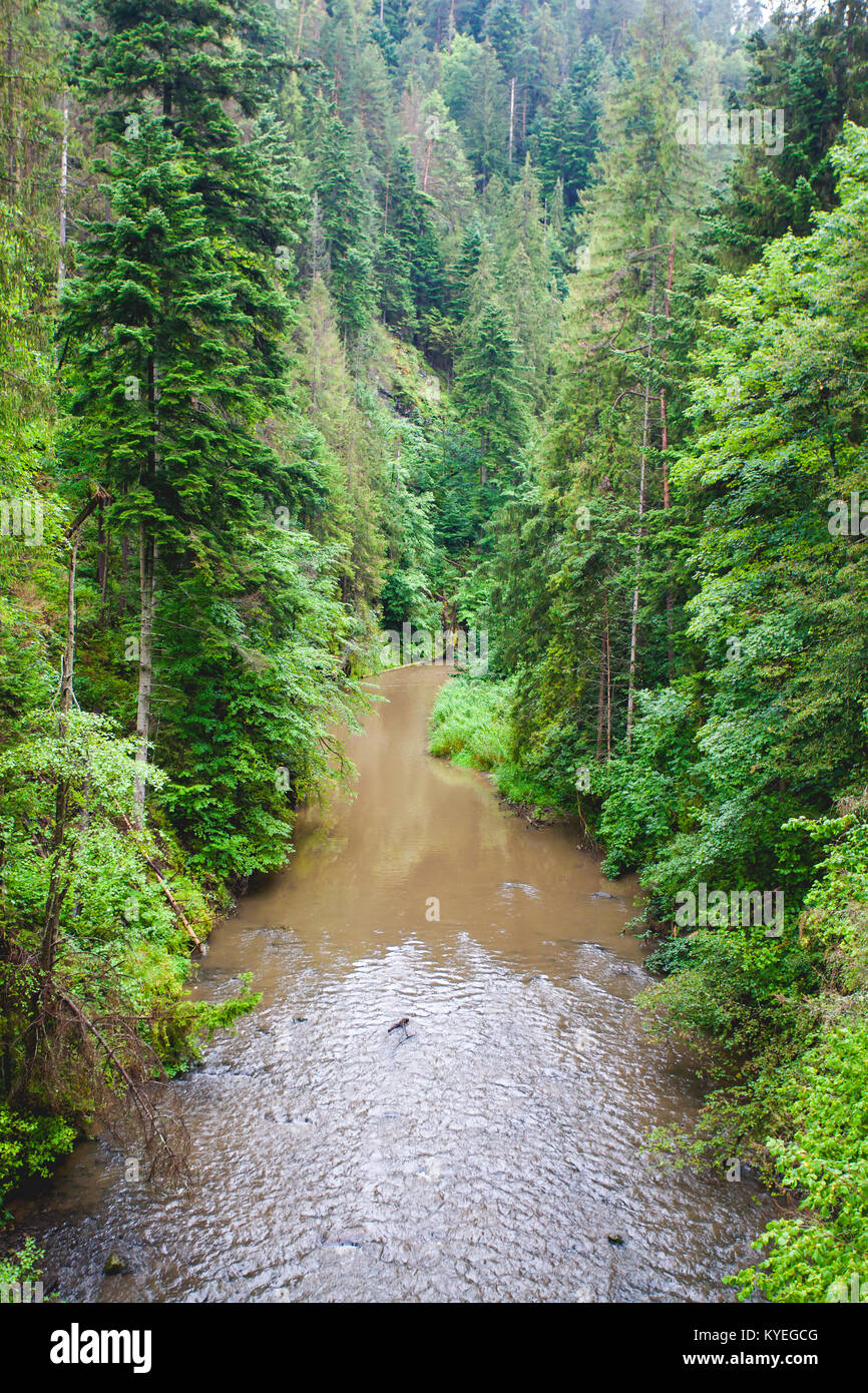 Dirty waters river flows between huge green pine trees on river bank ...