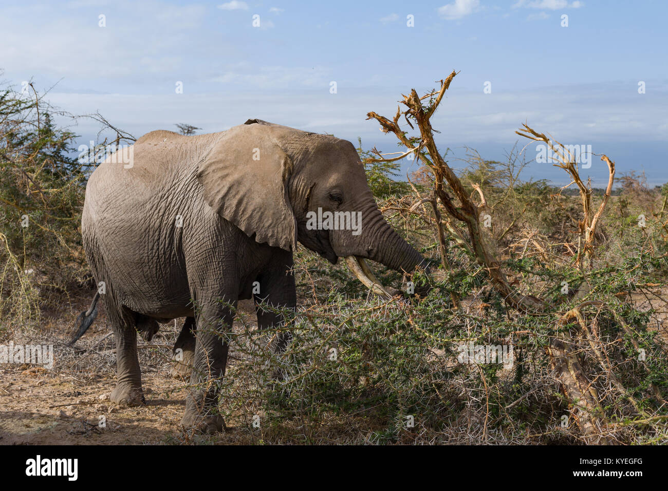 Female elephant looking for food (bush with thorn) during very dry ...