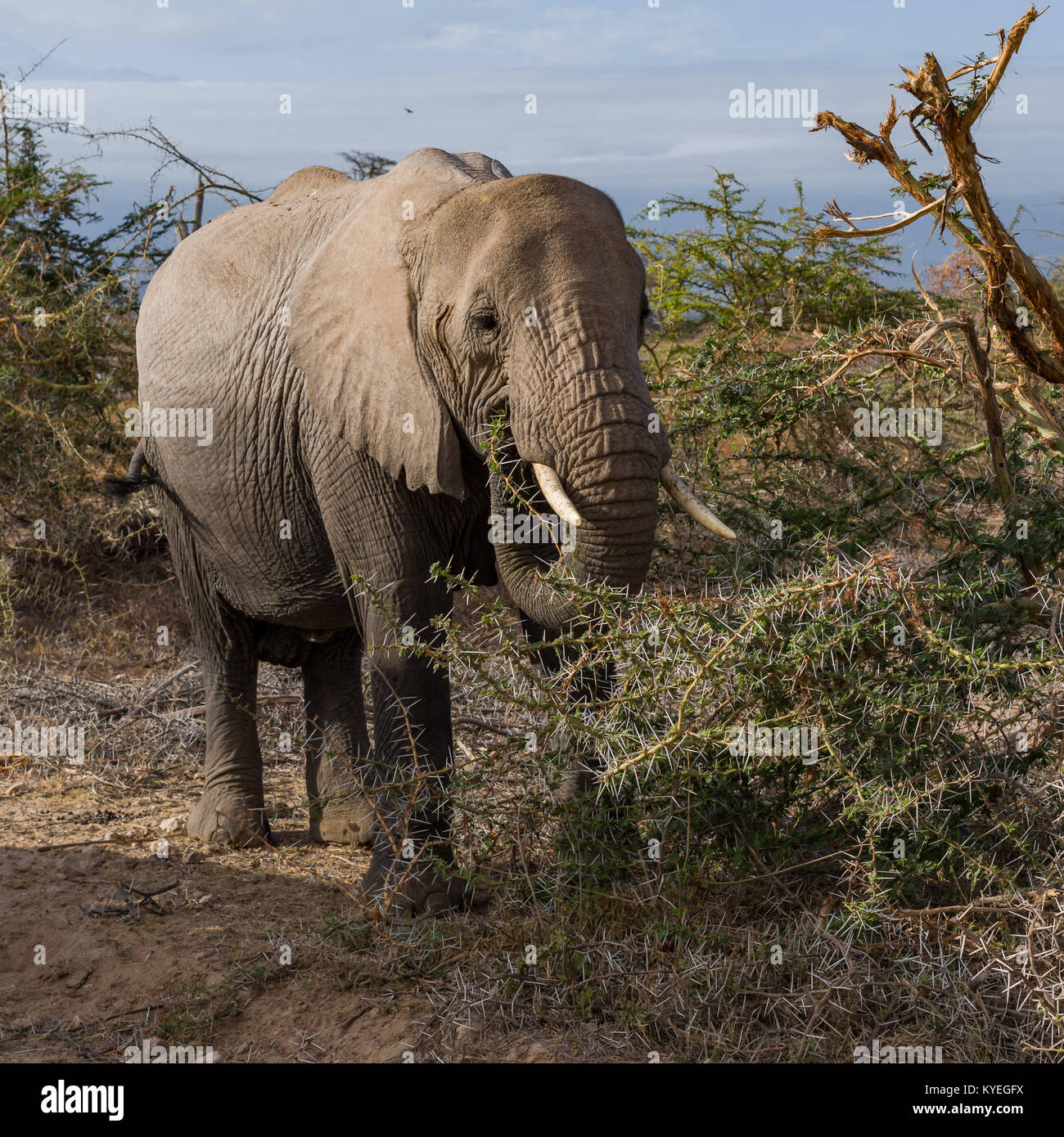 Sharp elephant trunk hi-res stock photography and images - Alamy