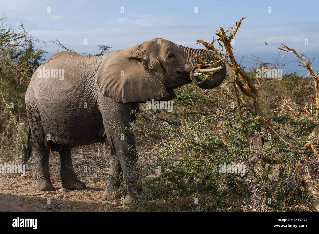 Female elephant looking for food (bush with thorn) during very dry ...