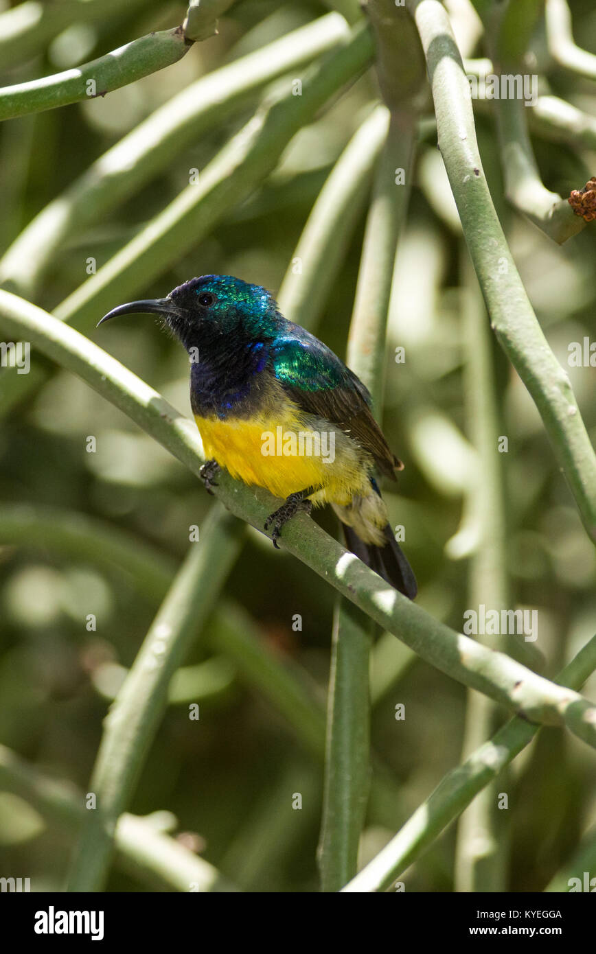 Male Variable sunbird (Cinnyris venustus falkensteini) resting on a ...