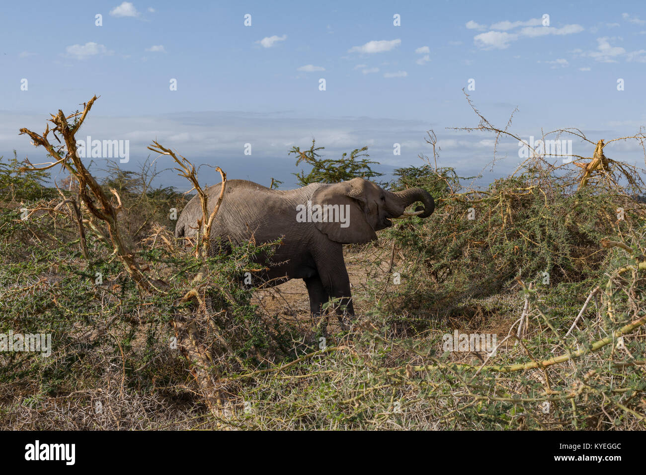 Thorn bush kenya africa hi-res stock photography and images - Alamy