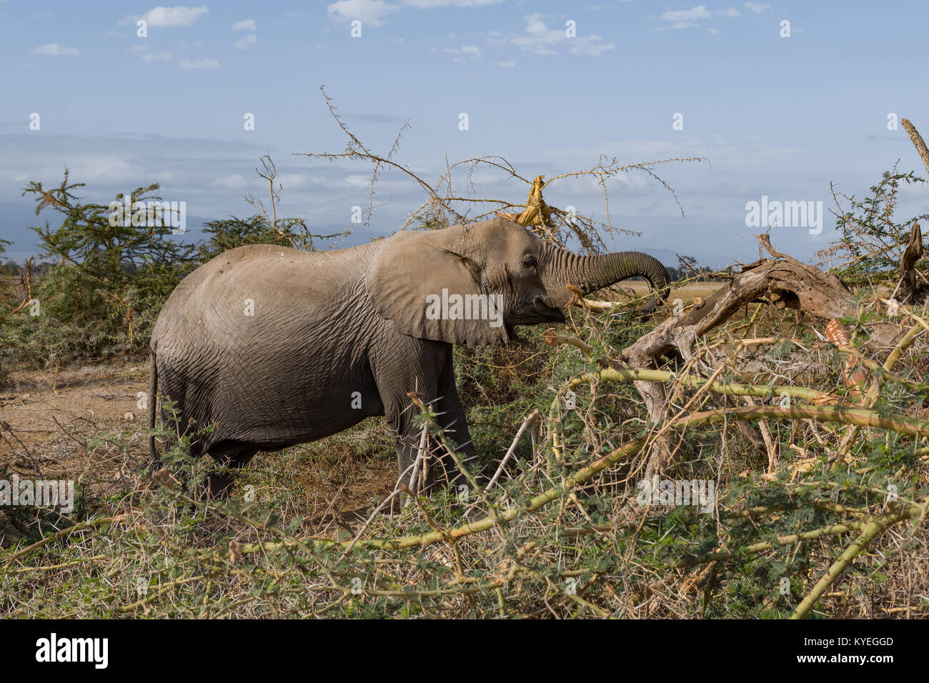 Female elephant looking for food (bush with thorn) during very dry ...