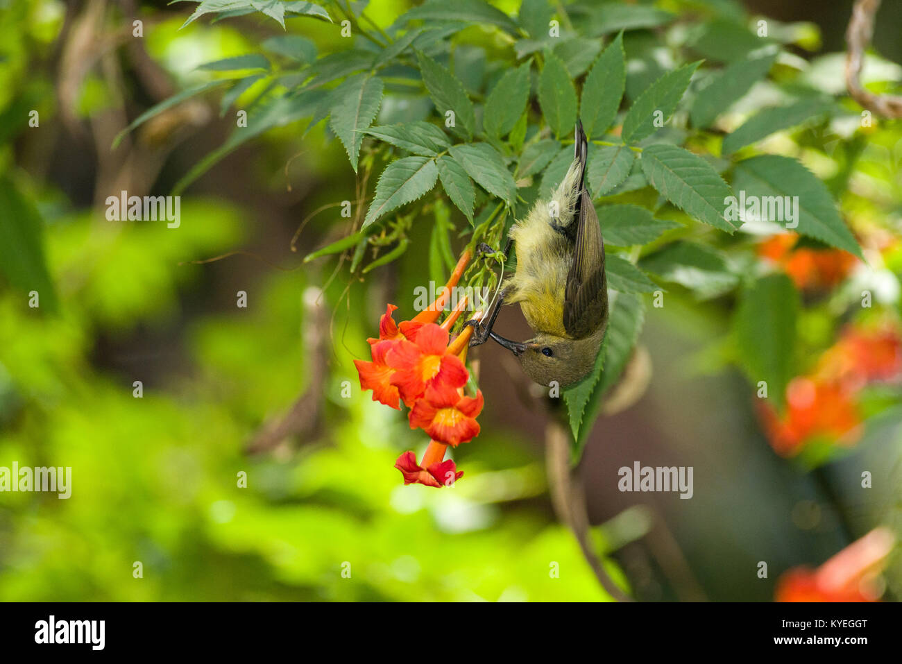 Sunbird feeding hi-res stock photography and images - Alamy