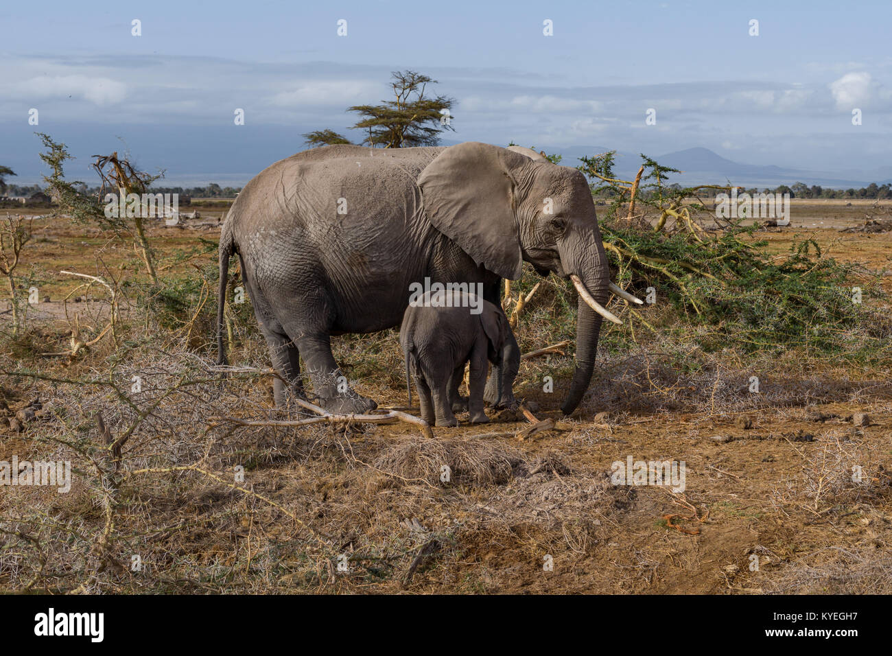 Mother Elephant with her youngster looking for food (bush with thorn ...