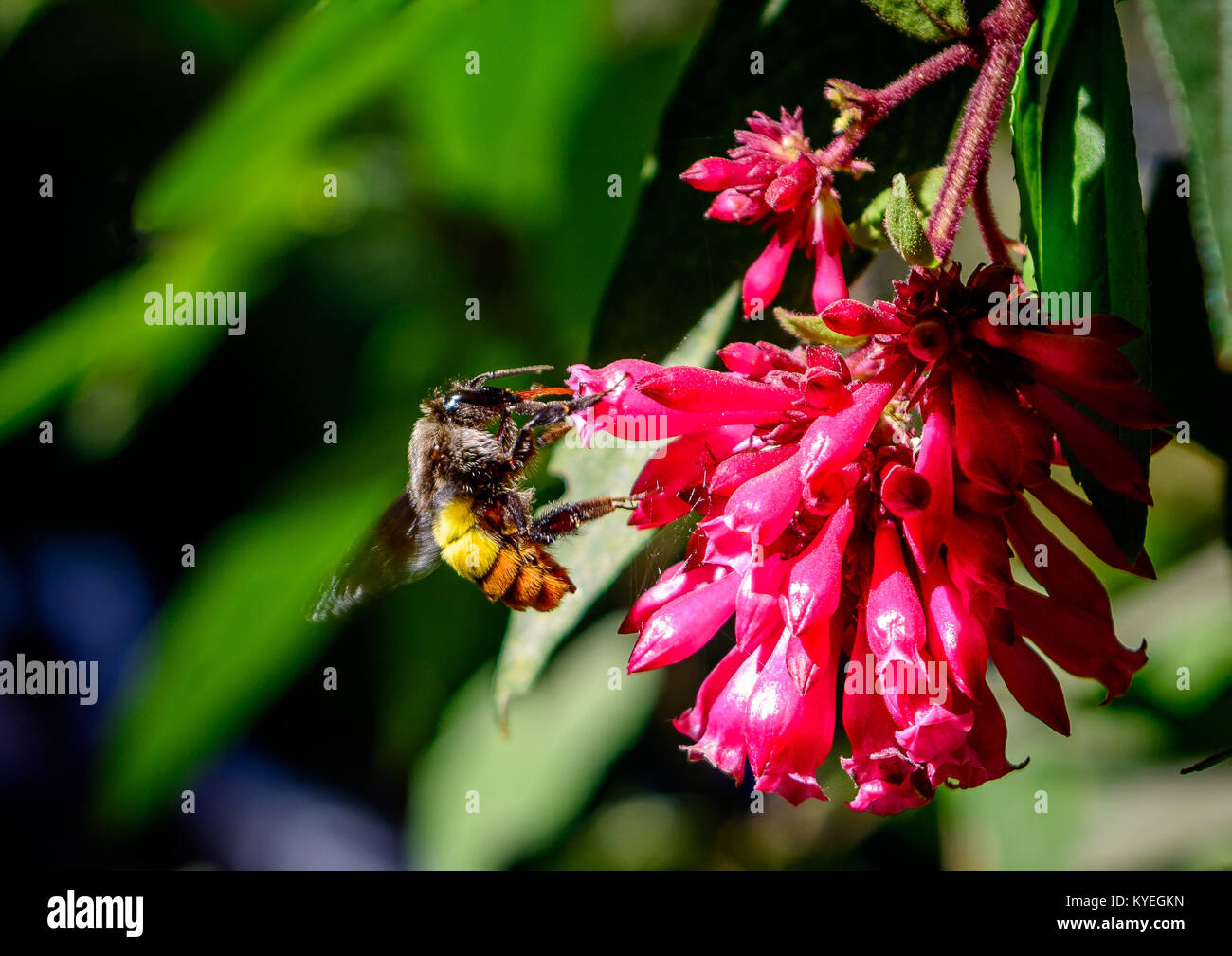 A bee collecting nectar from a flower Stock Photo - Alamy
