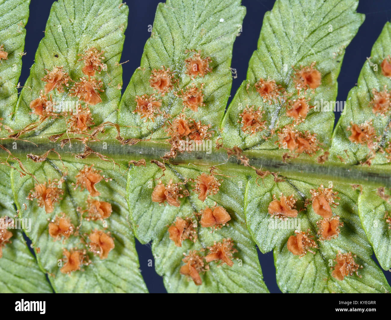 Close up fern sori hi-res stock photography and images - Alamy