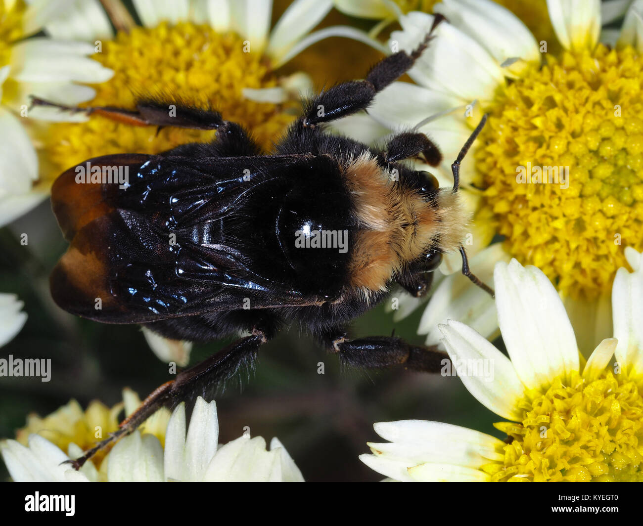 Bumblebee on flower bumble hi-res stock photography and images - Alamy