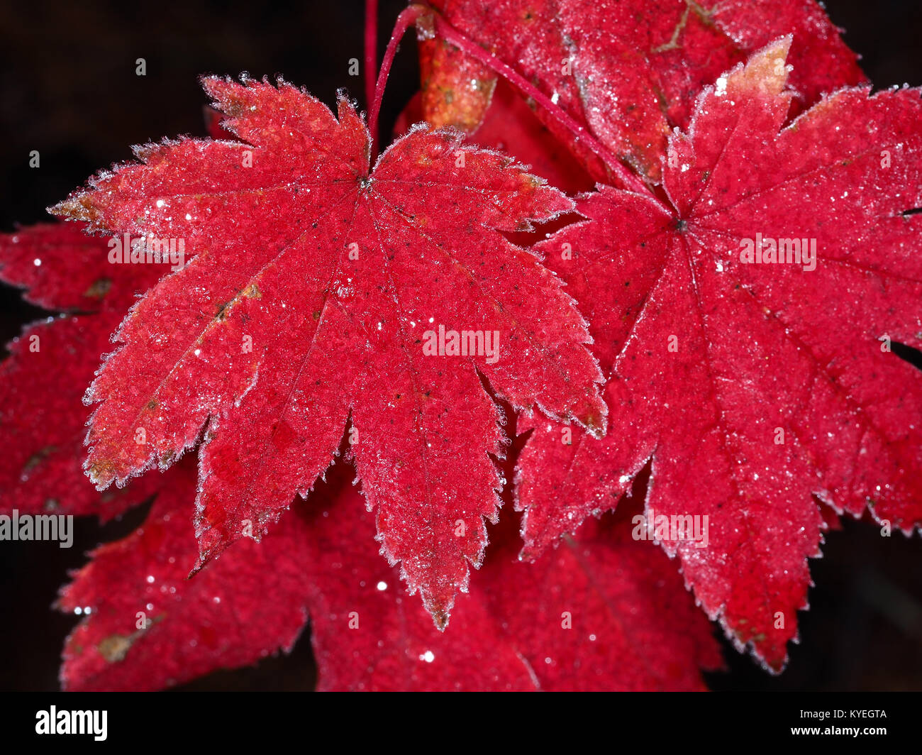 Maple leaves background close hi-res stock photography and images - Alamy