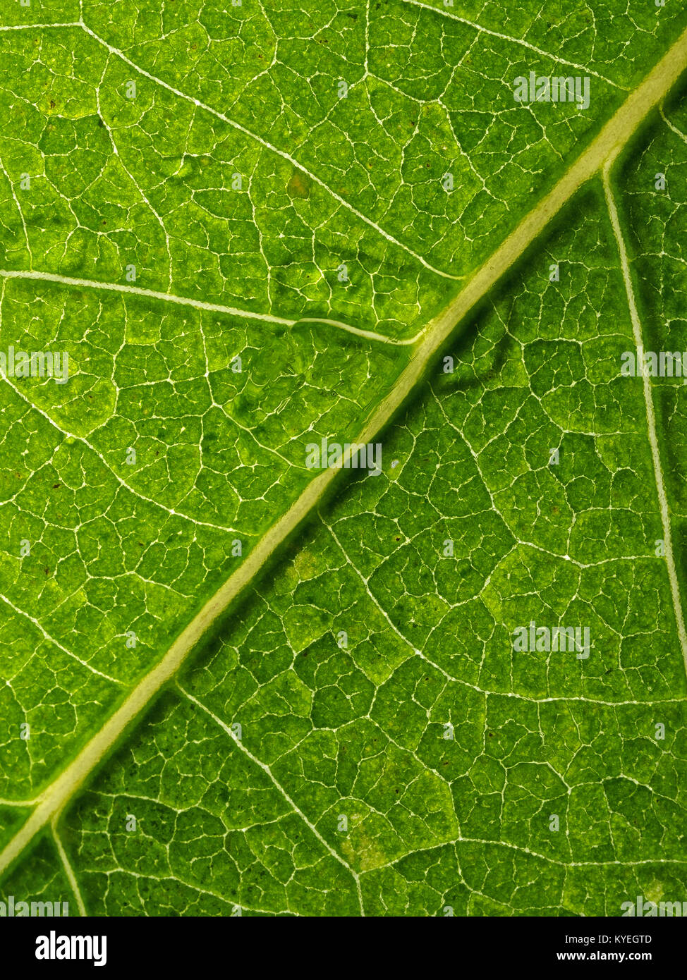 Close-up of a backlit green leaf Stock Photo - Alamy