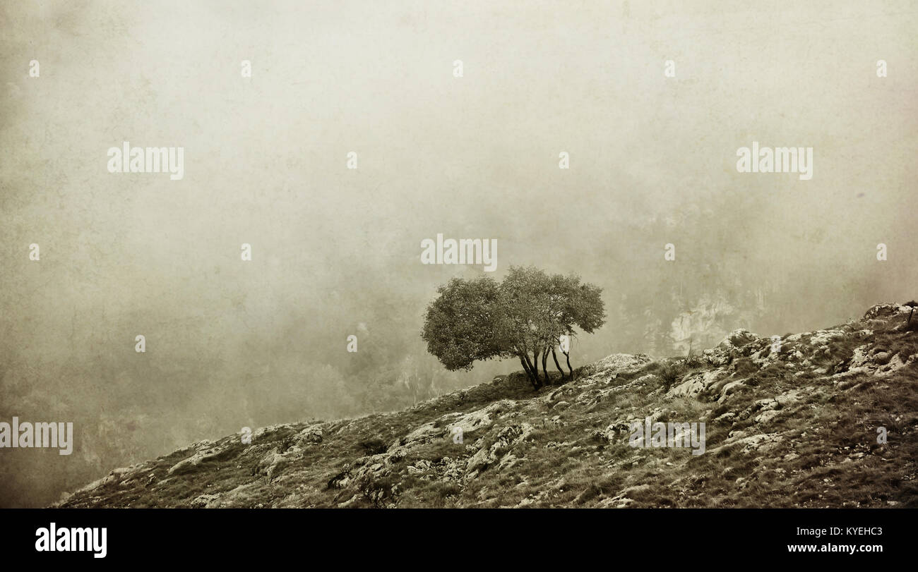 vintage textured misty landscape with alone small tree on the top of ...