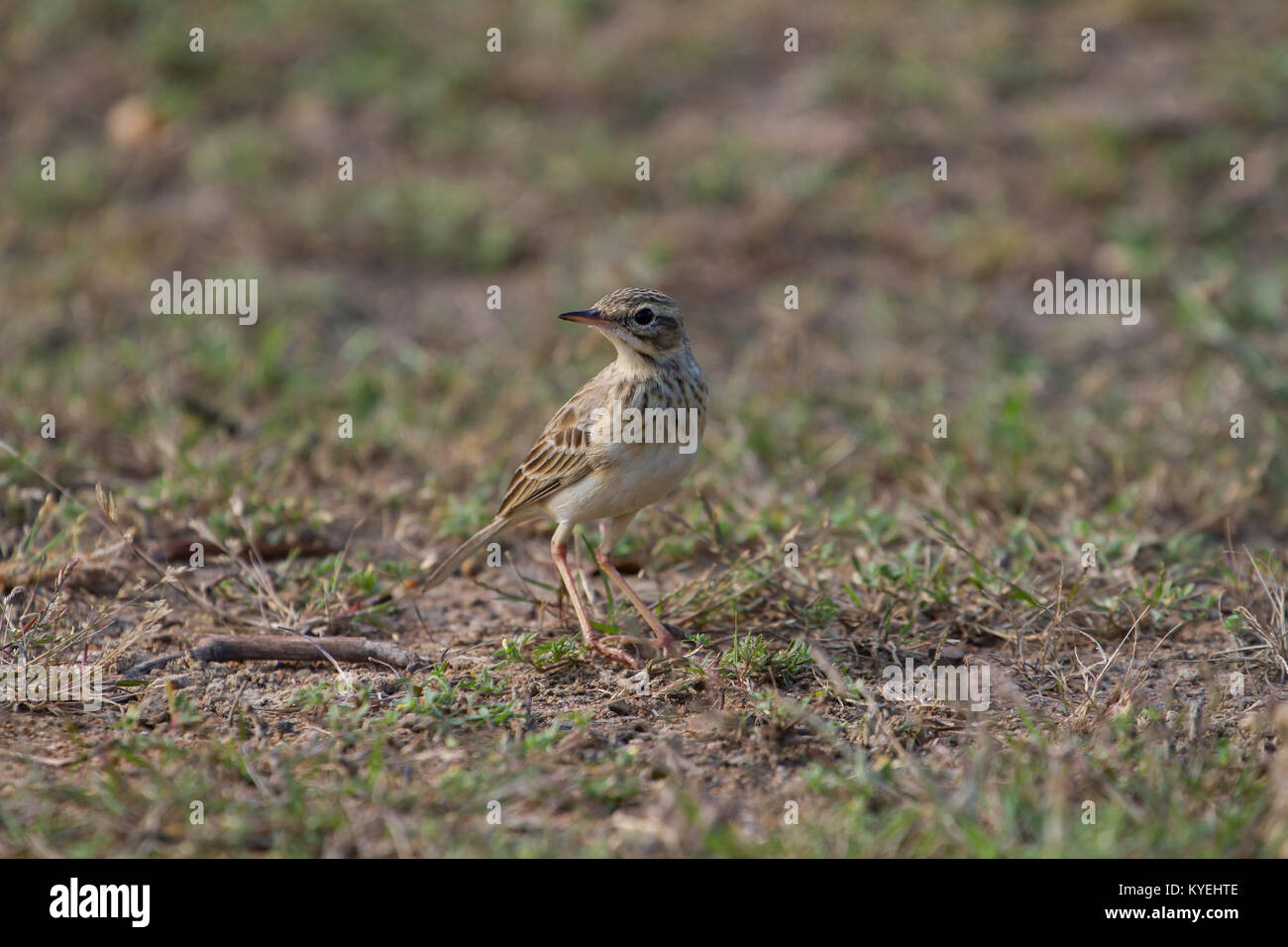 paddyfield pipit or Oriental pipit bird (Anthus rufulus) in nature ...
