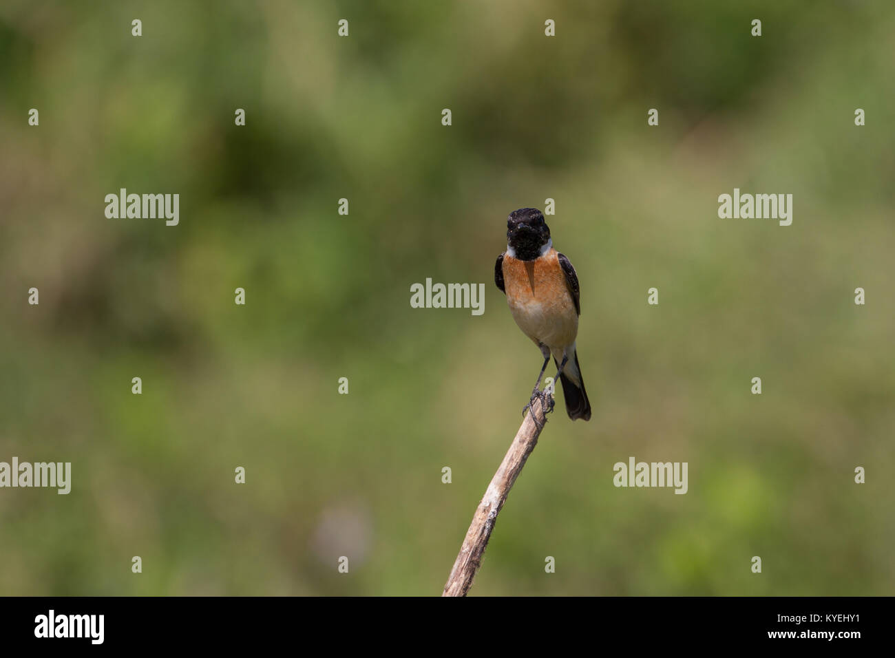 beautiful male Eastern Stonechat (Saxicola stejnegeri) in nature Stock ...