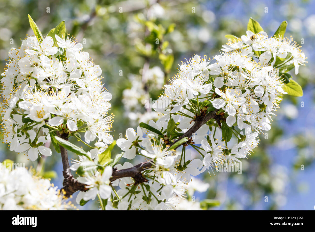Spring flowers series: Close-up of a Cherry Plum tree. against the blue ...