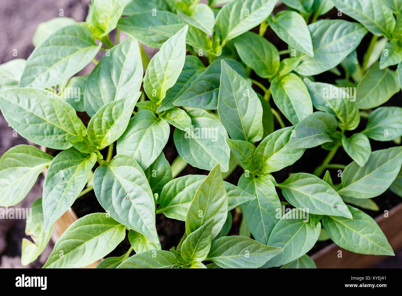 Green shoot bell pepper plant hi-res stock photography and images - Alamy