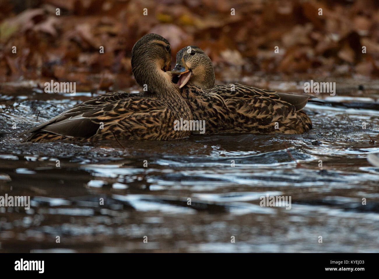 Mallard Hen Fight Stock Photo - Alamy
