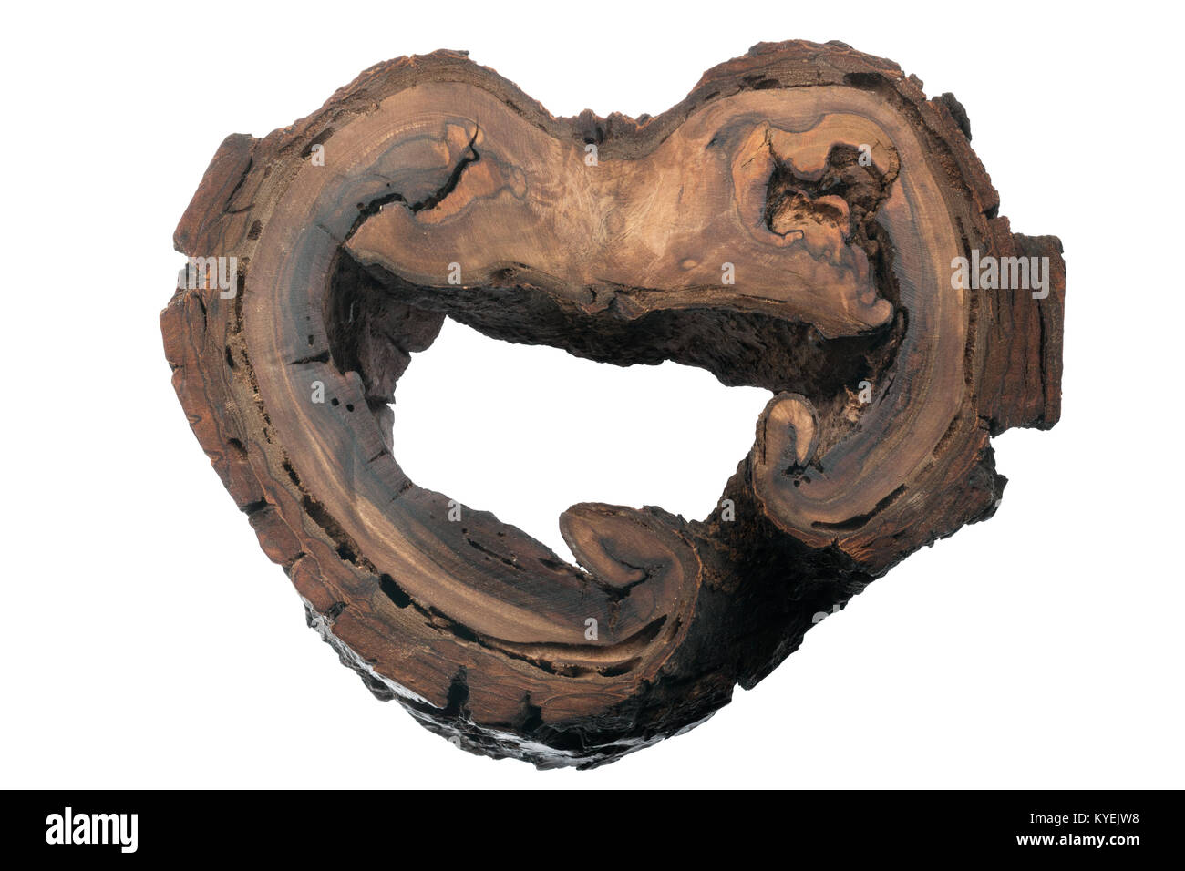 Tree trunk in the shape of a heart, a void inside the barrel. Isolated ...