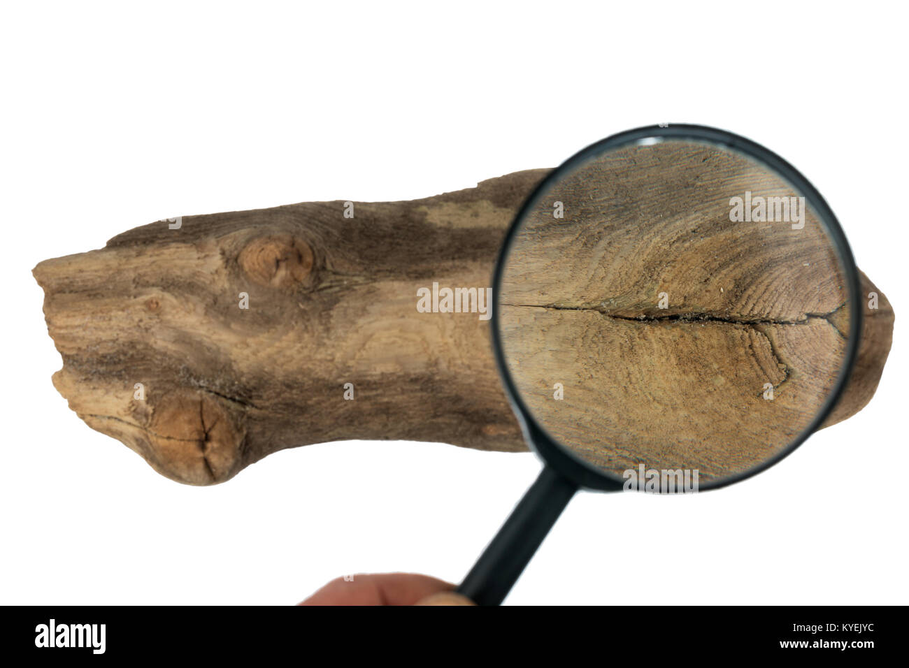 Study of wood texture through a magnifying glass, isolated on a white ...