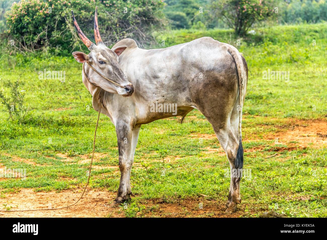 Indian forest resorts area hi-res stock photography and images - Alamy