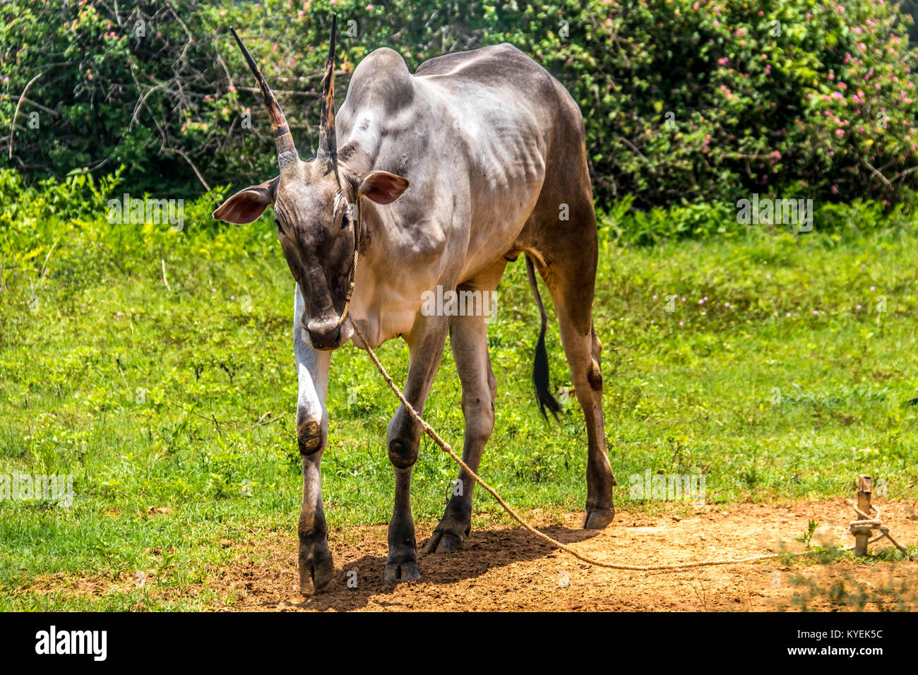ox at the village side tied to a farmhouse Stock Photo - Alamy